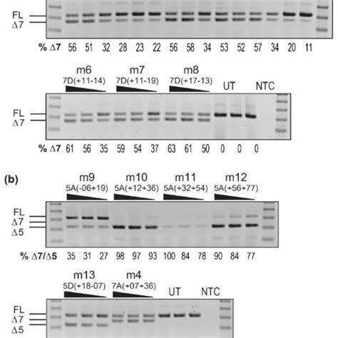 Rt Pcr Analysis Of Smn Transcripts Across Exons 4 To 8 In Mdx Mouse