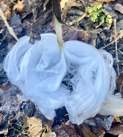 🔥 This Is A Frost Flower” Caused When Water Is Pushed Up And Out
