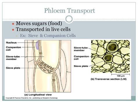 Sugars Are Transported In Plants By Phloem Tissue At Alicia Barrenger Blog