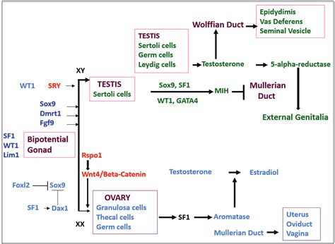 A Schematic Of The Differentiation Of Gonads And The Secondary Sex