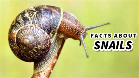 Top 999 Snail Images Amazing Collection Snail Images Full 4k