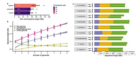 泛基因组分析流程pggb可以用来做基因组层面的比对并分析snp和indel 知乎
