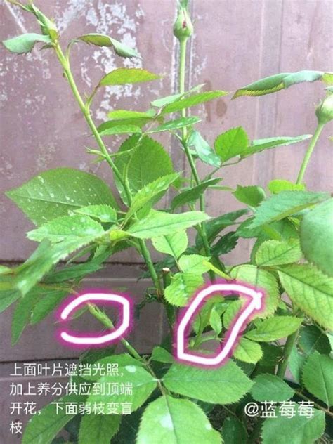藤本月季盲芽盲枝的成因及修剪方法 月季养护 藤本月季网