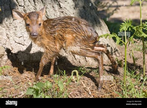 Muntjac Deer Muntiacus Reevesi Newly Born Fawn Finding Its Feet And