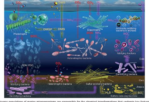 Heterotrophic Marine Bacteria