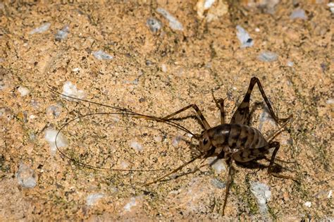 Spider Cricket Control And Treatments For The Basement Living Areas
