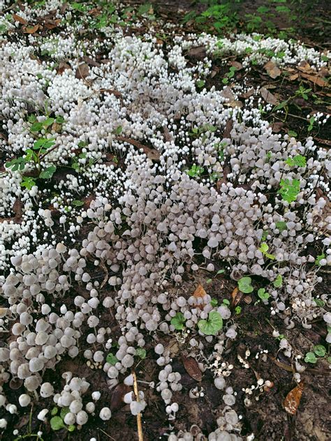 The Mycus Must Grow R Cataclysmdda