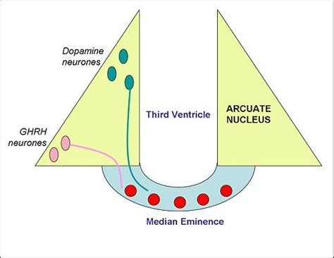 Arcuate Nucleus Citizendium