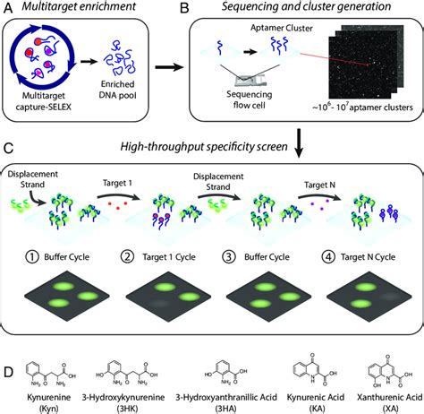 Overview Of The High Throughput Specificity Screening Platform A