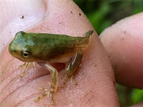 ひらりんの森に生息するカエルたち〜モリアオガエルとシュレーゲルガエル 平林里山整備の会