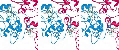 The Structure Of The Monomermonomer Interface Region Of Mi B Ck A