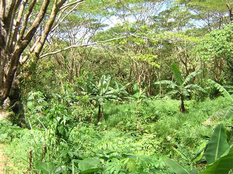 Fiji Landscape Fiji Forests Australia Landscape Plants Scenery Woodland Forest Plant Woods