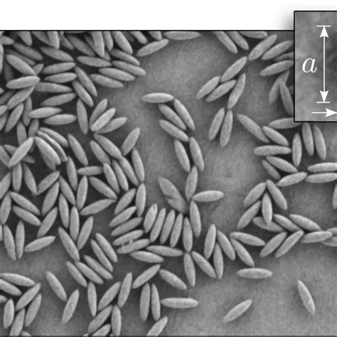 Scanning Electron Microscope Image Of Colloidal Ellipsoids Deposited Download Scientific