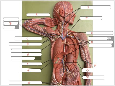 A P II Lab Final Lymphatic System Part I Flashcards Quizlet