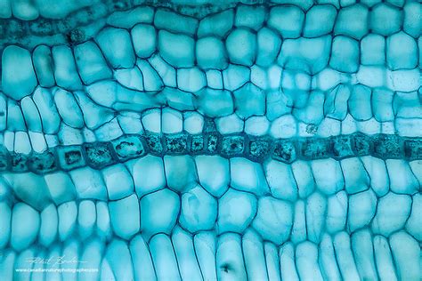 The Microscopic Beauty Of Plants And Trees By Robert Berdan The Canadian Nature Photographer