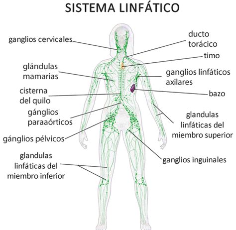 Sistema Linfático