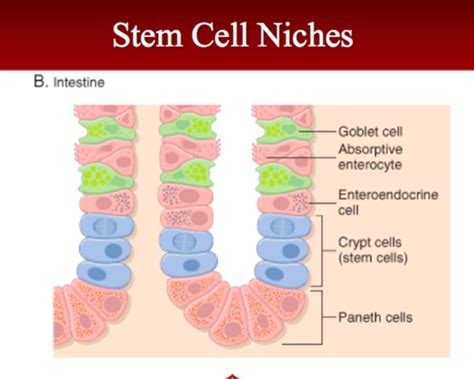 Stem Cell Niche Flashcards Quizlet