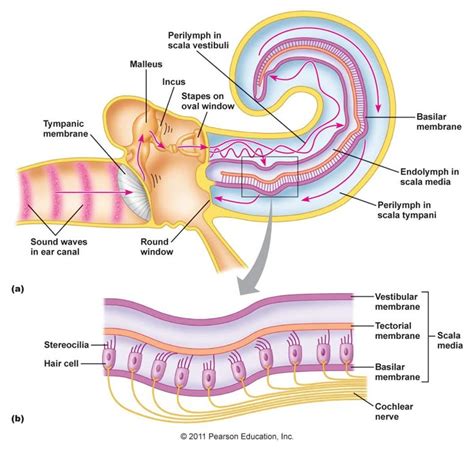 Basilar Membrane Diagram