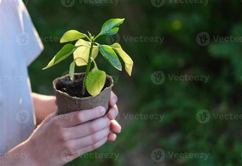 Para Niños Manos Participación Un Joven Planta En Natural Verde