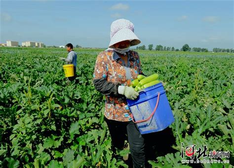 沽源大力發展錯季蔬菜種植 每日頭條