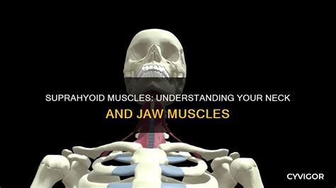 Suprahyoid Muscles Understanding Your Neck And Jaw Muscles Cyvigor