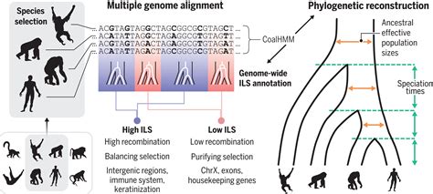 Speciation Lineage