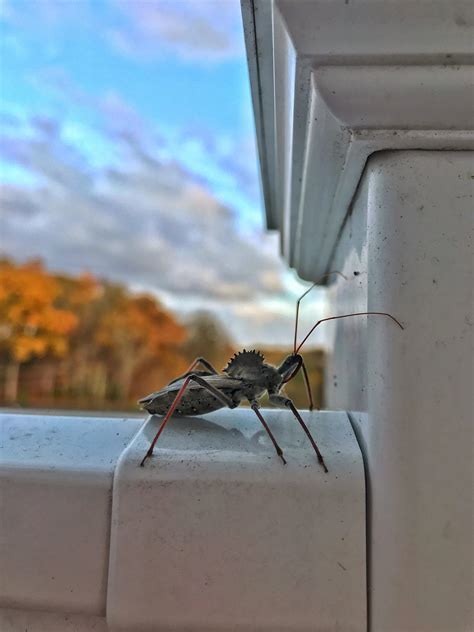 Big World Assassin Bug Rpics