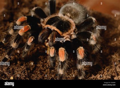 Beautiful Mature Female Mexican Red Knee Tarantula Brachypelma Smithi