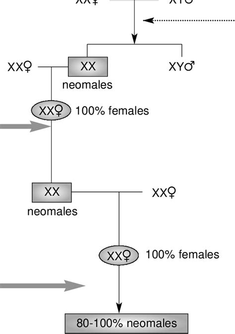 Matings And Endocrine Treatments To Produce All Female XX Common Carp Download Scientific
