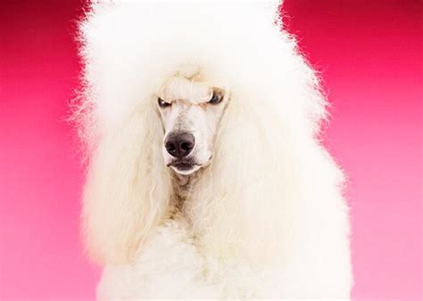 Sexy Poodle In That Suburu Commercial How This Dog Became A Symbol Of