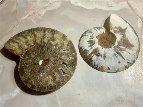 Extinct Coral Fossils From Lithuania R Fossils