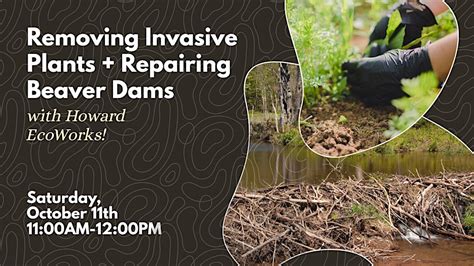 Invasive Removal With Howard Ecoworks Howard Ecoworks