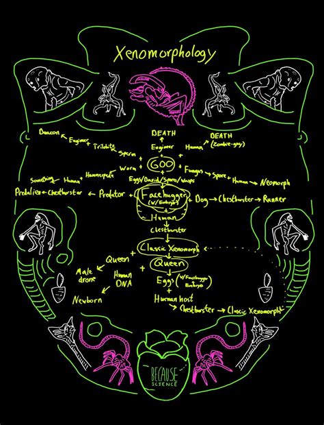 Xenomorph Life Cycle