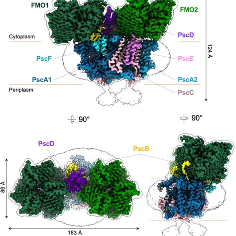 Proposed Energy Transfer And Etc Pathways In The Gsbrc Fmo2