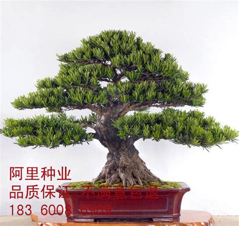 贵妃罗汉松缺点 贵妃罗汉松长得快吗 嫁接的罗汉松 第10页 大山谷图库
