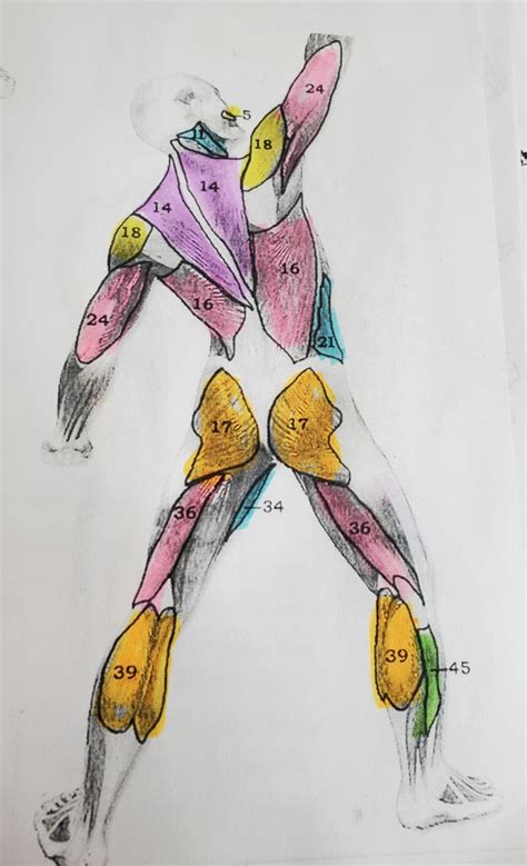 Muscles Posterior Diagram Quizlet Muscles Posterior Diagram Quizlet