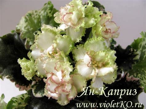 Фиалка Ян Каприз Фото И Описание – Telegraph