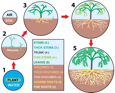 Mycorrhizal Associations Evolution Of Mycorrhizas