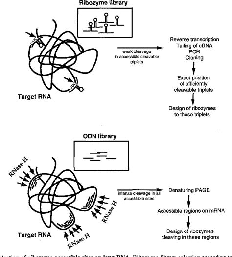 Ribozyme Structure And Function Sales