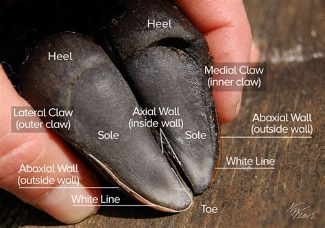 Goat Hoof Anatomy