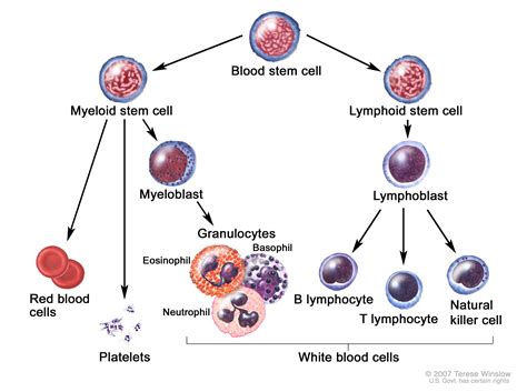 Types Of Blast Cells At Melissa Wolf Blog