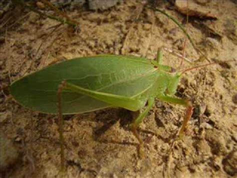 Katydids Sounds By The 100s YouTube
