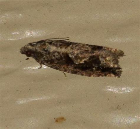 Oak Trumpet Skeletonizer Gretchena Bugguidenet