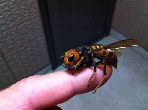 What Is A Japanese Giant Hornet At Lucile Hart Blog