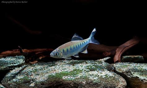 Opsarius Bakeri Acquariofilia Consapevole