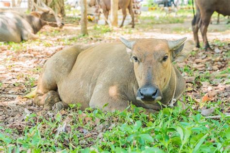 Premium Photo Buffalo On Grass