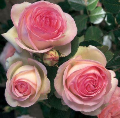Liebe Zum Detail Eden Rose