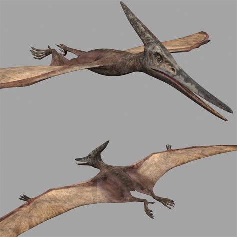 Pterosaur Forever 8k 3d Model Turbosquid 2079121
