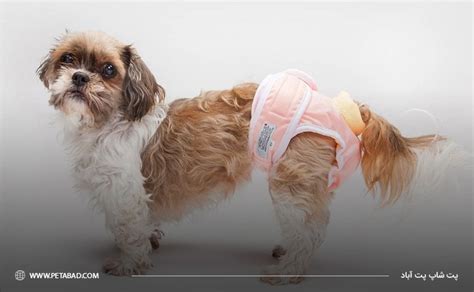 در چه صورت از پوشک سگ استفاده کنیم؟ پت شاپ آنلاین پت آباد