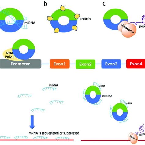 The Main Functions Of Circrnas A Mirna Sponge B Protein Sponge